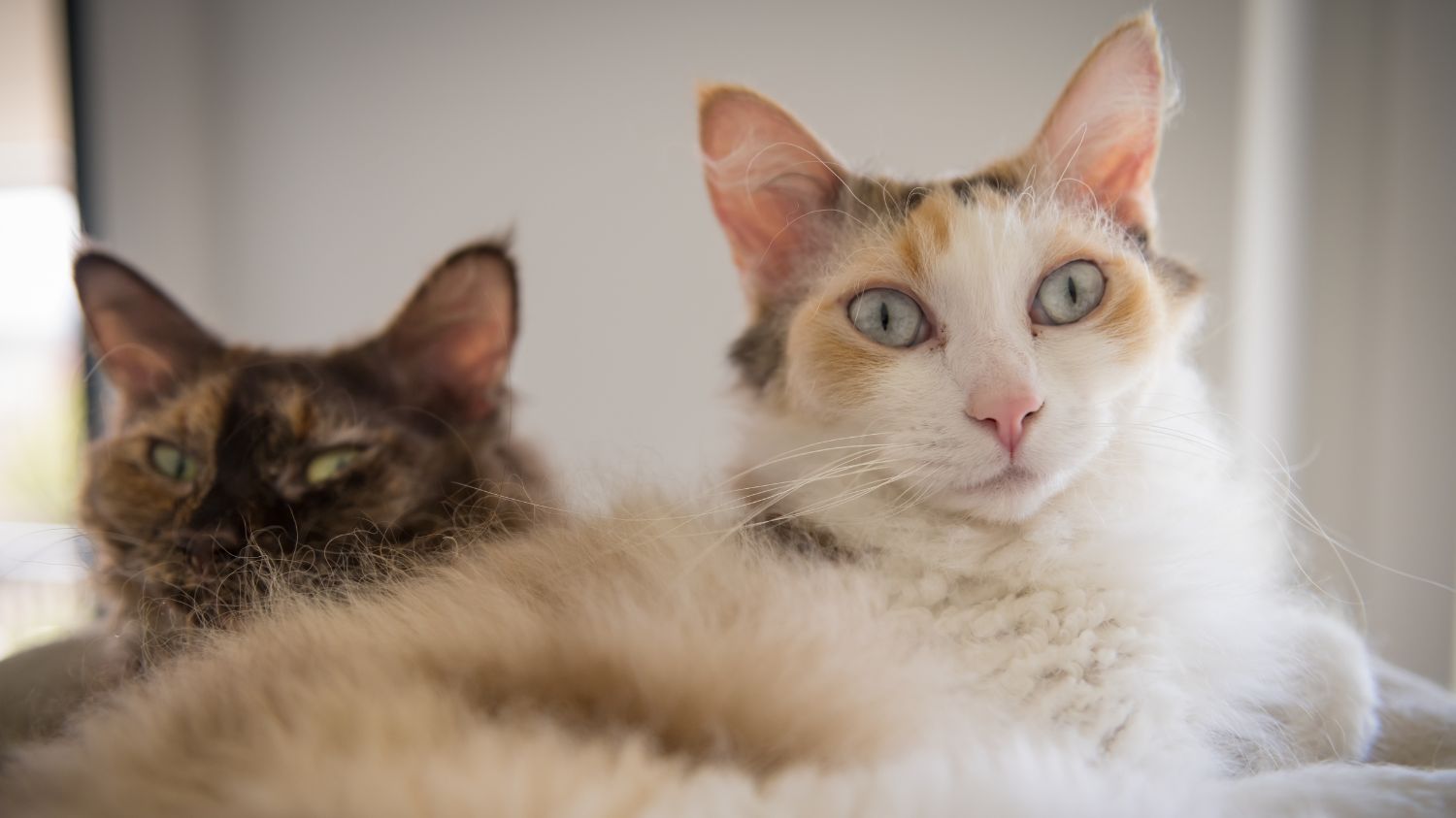 LaPerm: Die lockige Schmusekatze im Porträt